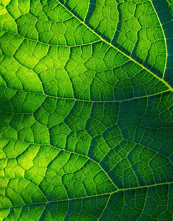 Trend GREEN ELEGANCE: deze groentinten zijn modieus in deze seizoen