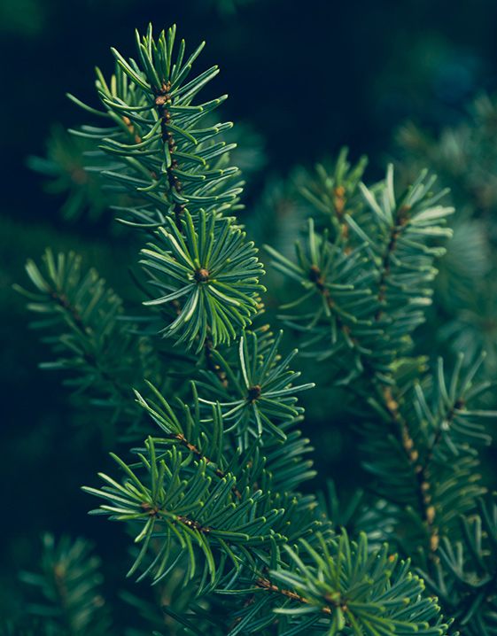 Trend GREEN ELEGANCE: deze groentinten zijn modieus in deze seizoen